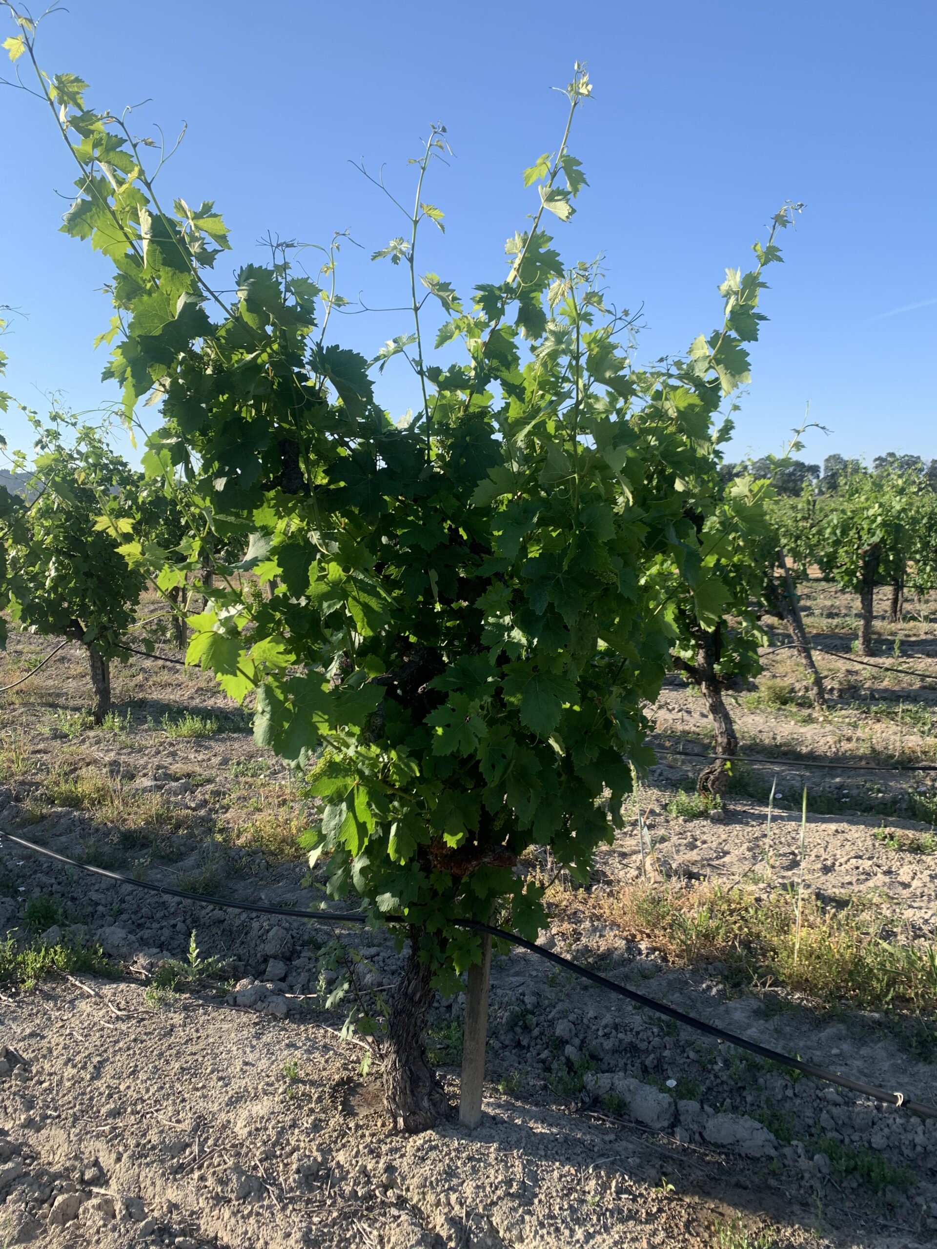 The Tale of Morét-Brealynn Zinfandel - Adam Lee Wine